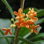 Hanakotoba: The Secret Language of Flowers in Japanese Culture