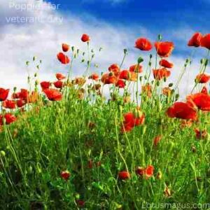Poppies for Veterans Day (History, When And How to Celebrate)