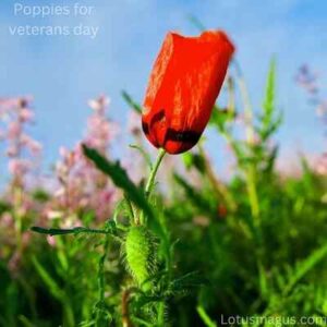 Poppies for Veterans Day (History, When And How to Celebrate)