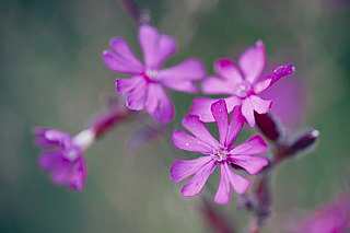 Hanakotoba: The Secret Language of Flowers in Japanese Culture