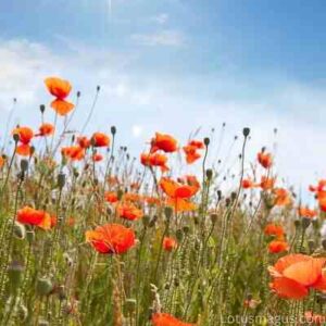 The Significance of Poppies in WW1, Memorial Day & Anzac