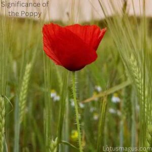 The Significance of Poppies in WW1, Memorial Day & Anzac
