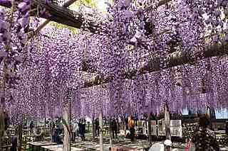 Hanakotoba: The Secret Language of Flowers in Japanese Culture