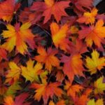 Autumn Blaze Maple Problems 5 Weakness And Diseases