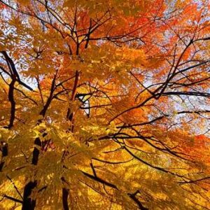 Autumn Blaze Maple Problems 5 Weakness And Diseases