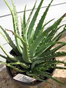 Spider Aloe Humilis - Care, Grow, Propagation, Benefits, Flowers