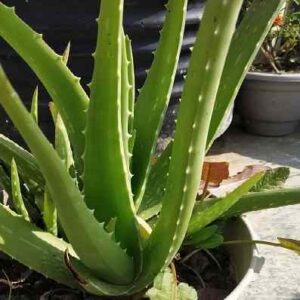 Aloe Vera Meaning (What Does It Symbolize Spiritually)