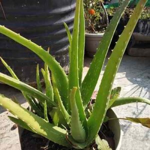 Aloe Vera Meaning (What Does It Symbolize Spiritually)