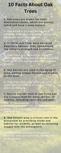 10 Interesting Facts About Oak Trees(For Kids and Fun 2025)
