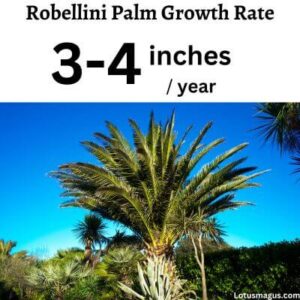 Robellini Palm Growth Rate: How Tall Do The Tree Grow?