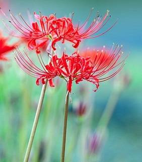 Are Spider Lilies Poisonous? To Touch For Dogs, Cats, Humans