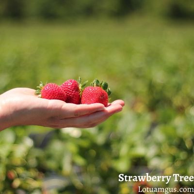 Are Strawberry Trees Poisonous To Dogs