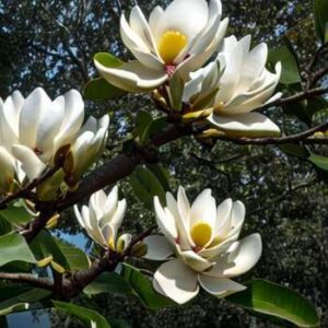 Little Gem Magnolia Tree Pros And Cons - 12 Amazing Facts
