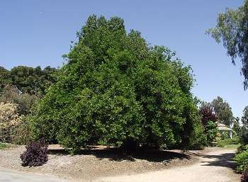 Carrotwood Tree Pros And Cons