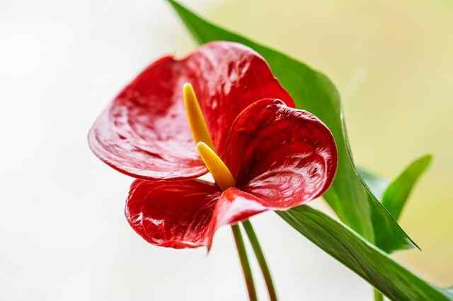 35 fleurs qui représentent l'amour et la romance