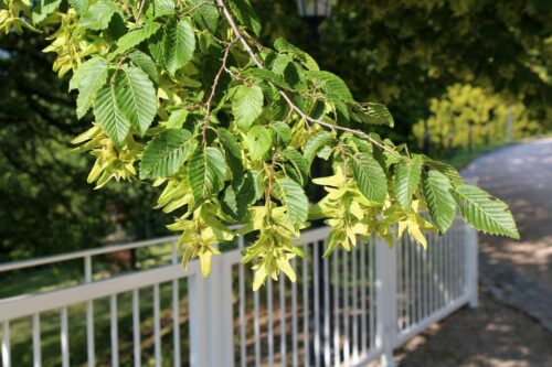 Hornbeam Tree Pros and Cons - 9 Facts You Need to Know