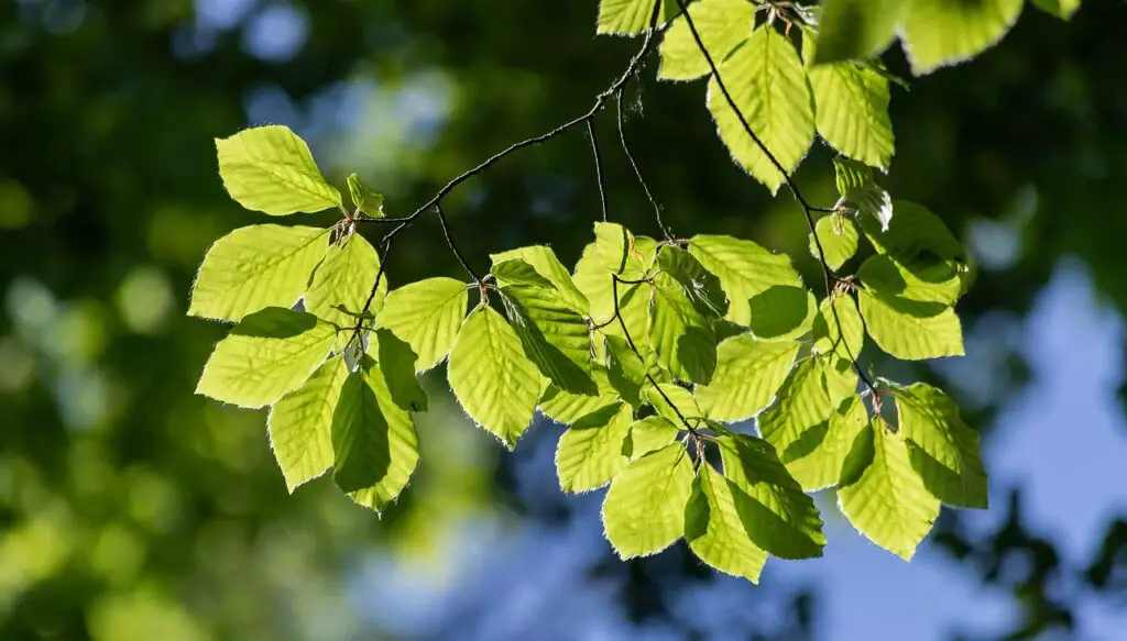Hornbeam Tree Pros and Cons - 9 Facts You Need to Know