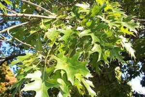 7 Types of Oak Trees in Pennsylvania
