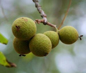 40 Most Common Trees in Arkansas