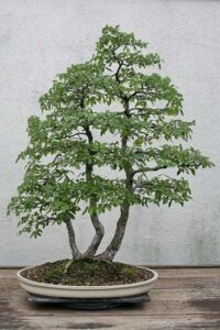 40 Most Common Trees in Arkansas