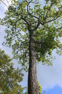 40 Most Common Trees in Arkansas