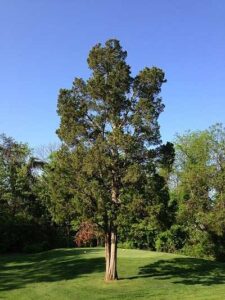 40 Most Common Trees in Arkansas