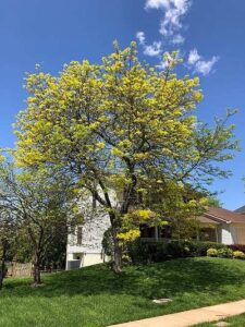 40 Most Common Trees in Arkansas