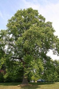40 Most Common Trees in Arkansas
