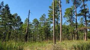 40 Most Common Trees in Arkansas