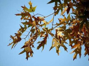 40 Most Common Trees in Arkansas