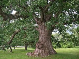 7 Types of Oak Trees in Pennsylvania