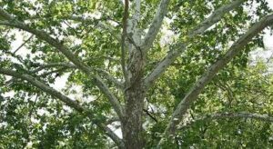 40 Most Common Trees in Arkansas
