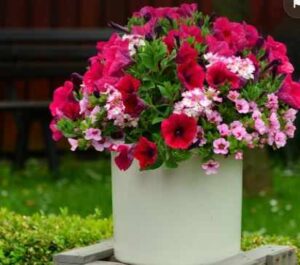 Cómo cultivar, plantar, sembrar y cuidar petunias