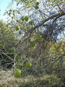 40 Most Common Trees in Arkansas