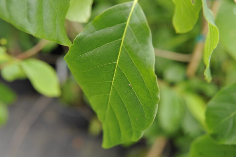 Black Gum Tree Pros and Cons - 13 Facts You Need to Know