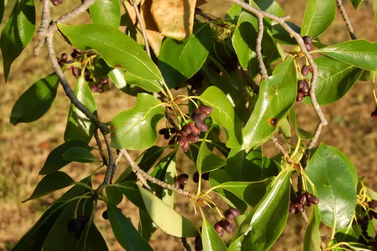 Black Gum Tree Pros and Cons - 13 Facts You Need to Know