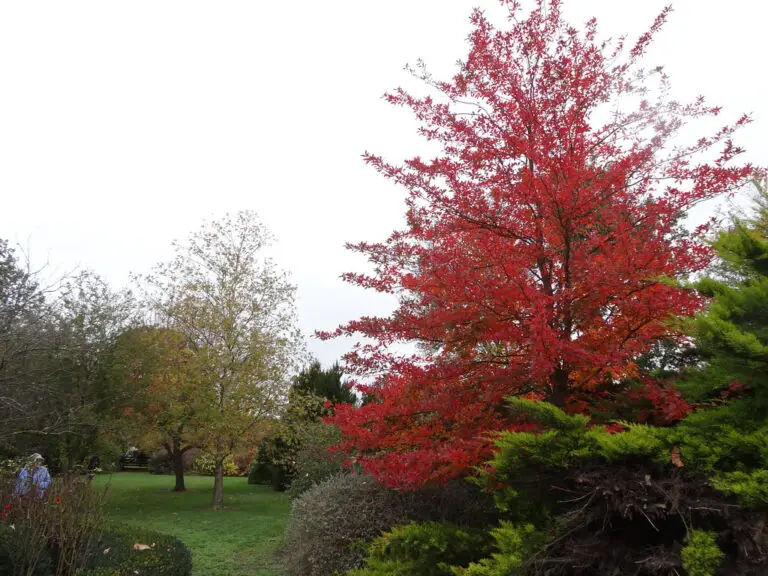 Black Gum Tree Pros and Cons - 13 Facts You Need to Know