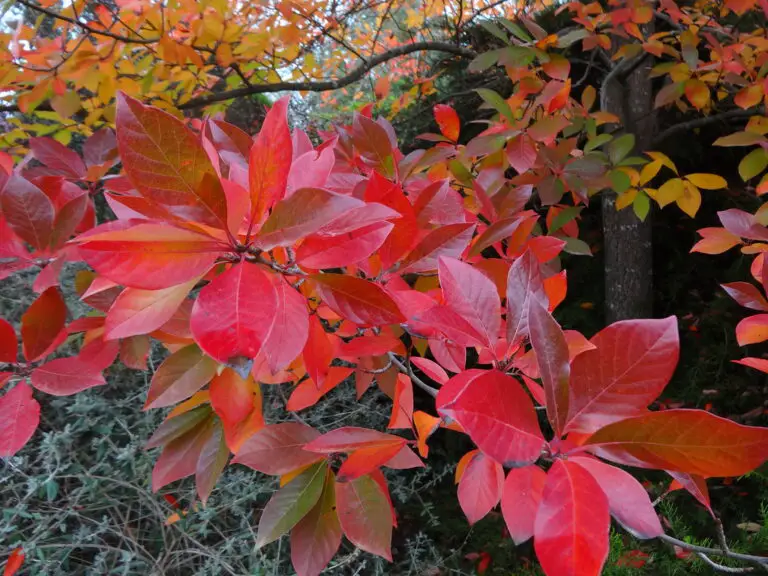 Black Gum Tree Pros and Cons - 13 Facts You Need to Know