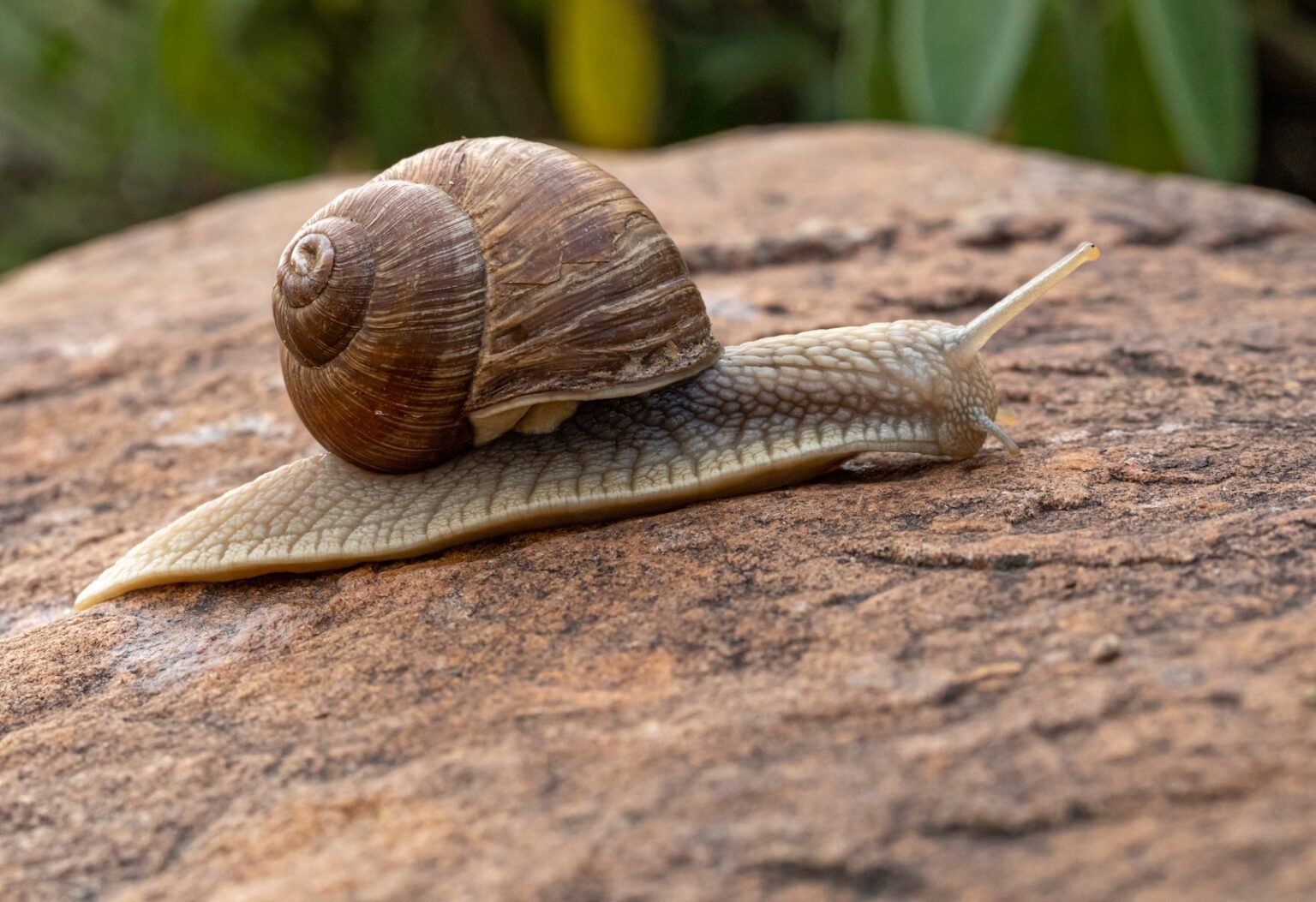 Is A Snail An Insect Or Bug? (All About Snails)