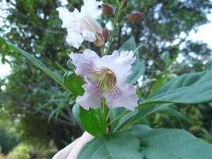 Chitalpa Tree Pros and Cons - 9 Facts You Need to Know