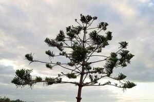 20 Common Types Of Pine Trees In Australia