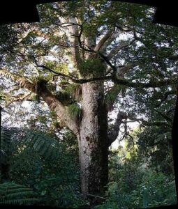 20 Common Types Of Pine Trees In Australia