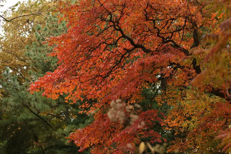 Black Gum Tree Pros and Cons - 13 Facts You Need to Know