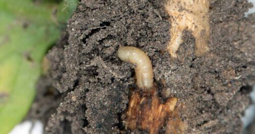 Clear Worms in Soil: Identification Techniques for Effective Pest Control Clear Worms in Soil: Identification Techniques for Effective Pest Control