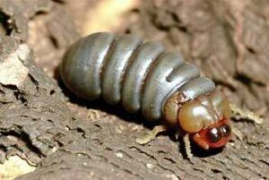 Best Insecticides for Cutworms: Effective Solutions to Eliminate the Threat