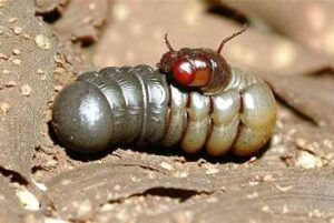 Best Insecticides for Cutworms: Effective Solutions to Eliminate the Threat