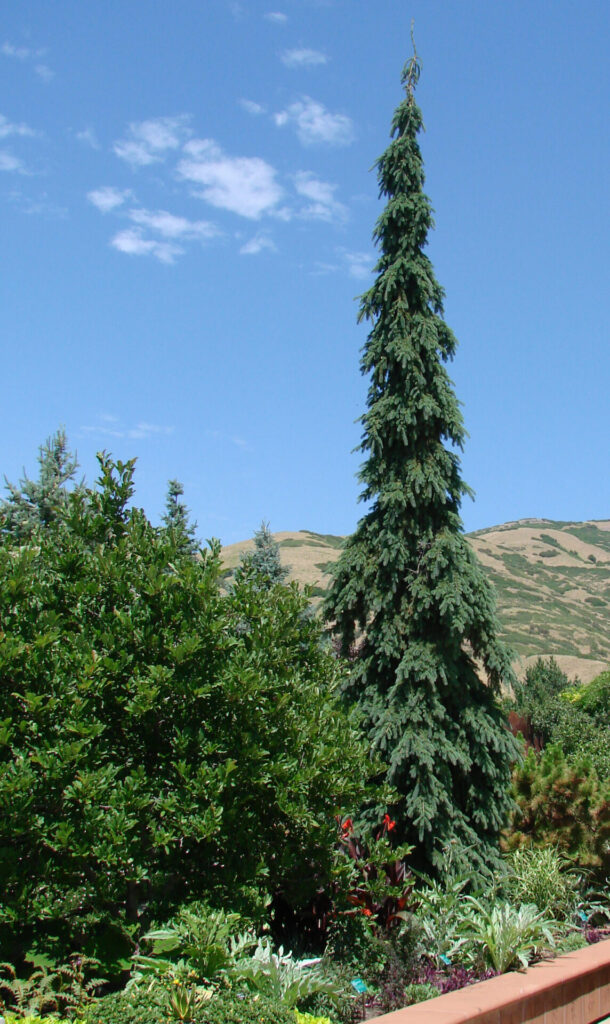 Drooping Pine Tree - 10 Causes And Fix