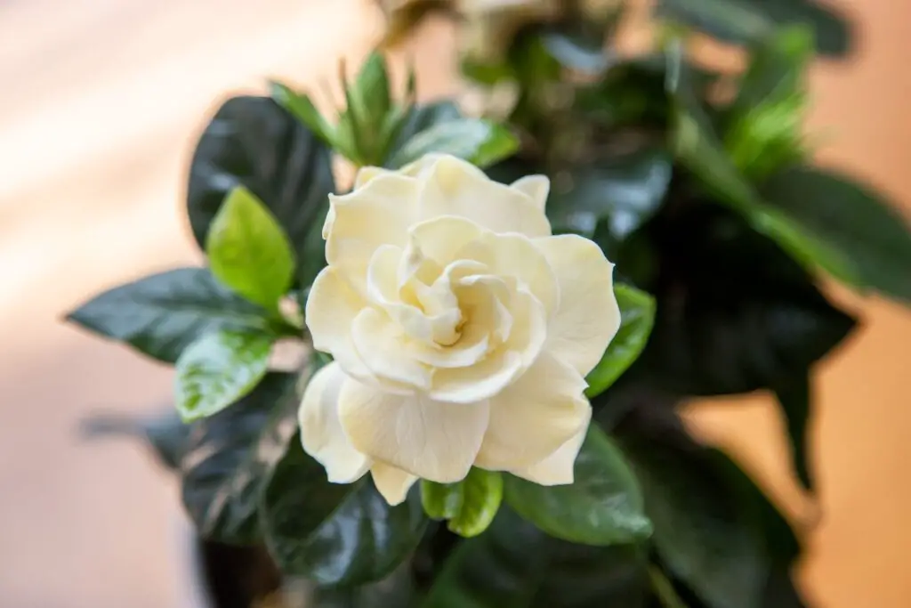 35 Flowers That Represent Love and Romance