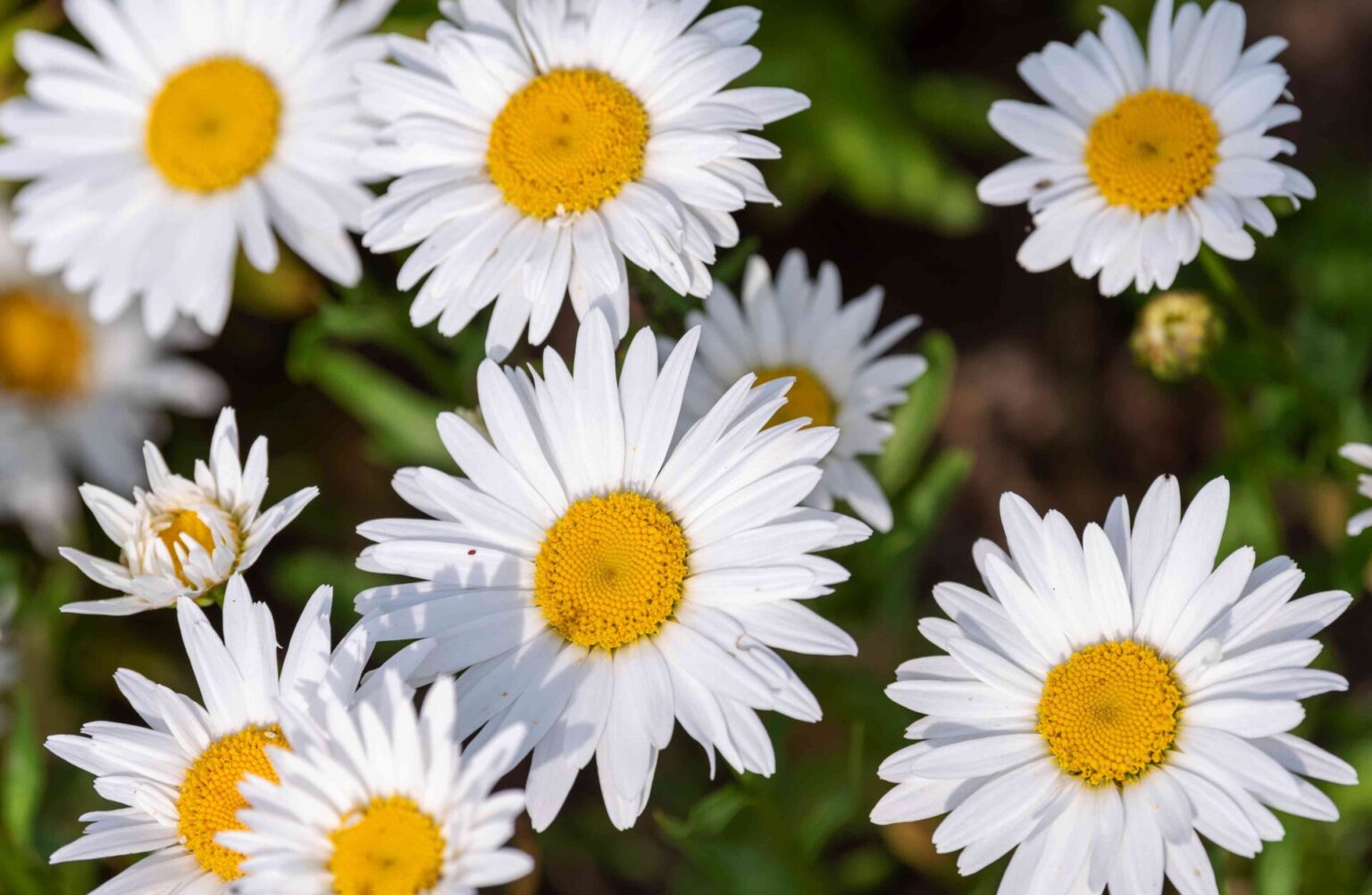 31 Flowers That Represent Friendship