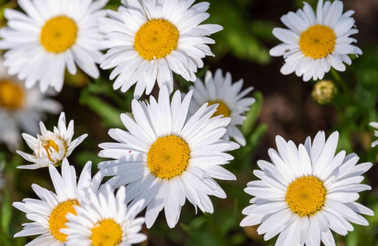 31 Flowers That Represent Friendship
